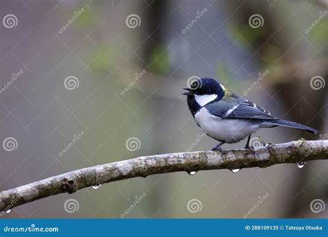 Japanese Tit On The Branch Of Tree Stock Image Image Of Tree