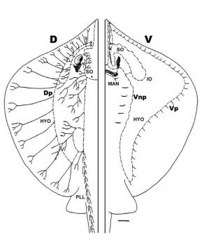Lateral Line System In Fish Structure And Function UKEssays Com