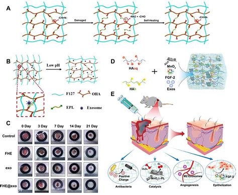 Biomembrane Based Nanostructure And Microstructure Loaded Hydrogels F Ijn