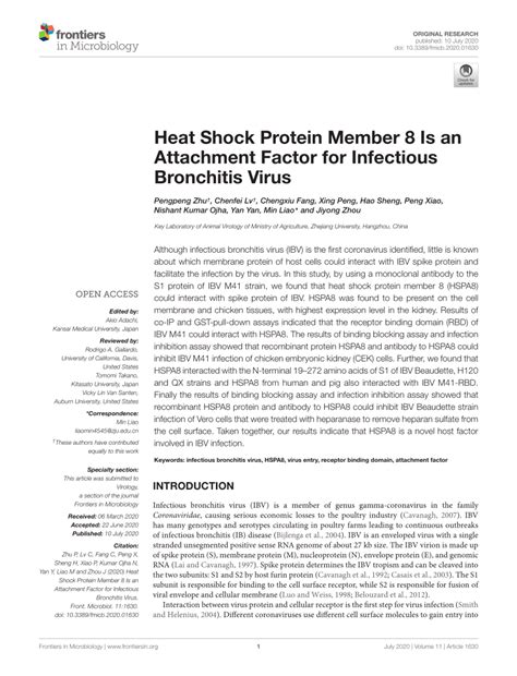 Pdf Heat Shock Protein Member 8 Is An Attachment Factor For