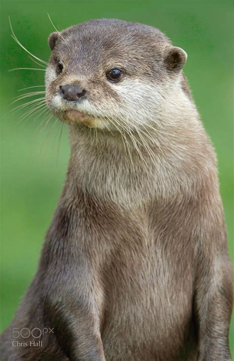 River Otter River Otter Otters Cute Otters