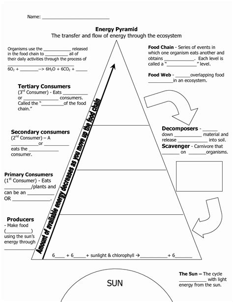 50 Ecological Pyramids Worksheet Answer Key Chessmuseum Template Library