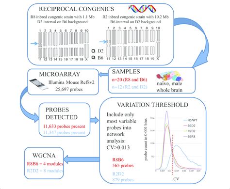 microarray and parallel weighted gene co expression network analysis