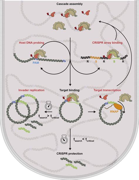 Direct Visualization Of Native Crispr Target Search In Live Bacteria Reveals Cascade Dna
