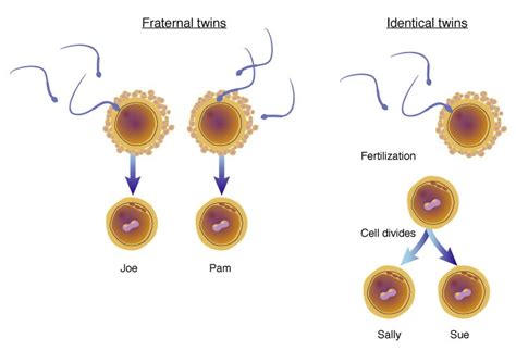 Unethical Study On Triplets StMU Research Scholars
