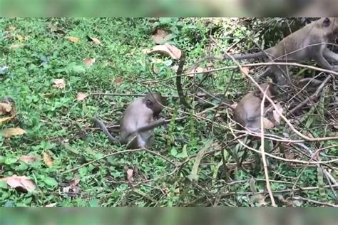 猴子们在丛林中过着快乐的生活，一起剥豆子，一起玩耍，好不快活豆子丛林生活