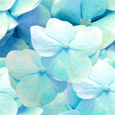 Somerset House Images Zen Pattern