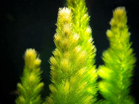 Hornwort Ceratophyllum Demersum 2 Bunches
