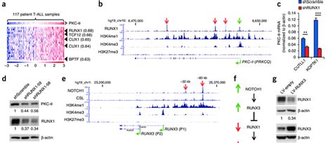 notch1 represses pkc θ and ros through runx3 and runx1 a microarray
