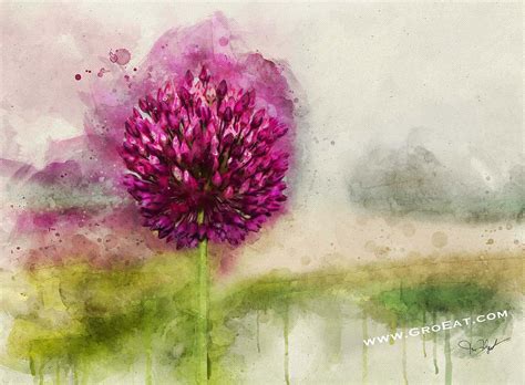 Garlic Sex Bozeman Mt Groeat