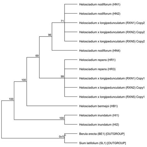 a 50 majority rule consensus tree of the 9 shortest trees 447 steps