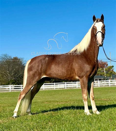 Registered Tennessee Walking Horse For Sale Mar A Lago