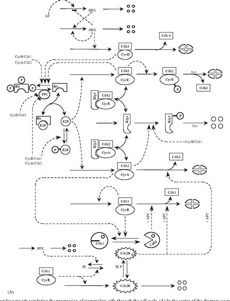 Table 1 From A Model For Restriction Point Control Of The Mammalian Cell Cycle Semantic Scholar