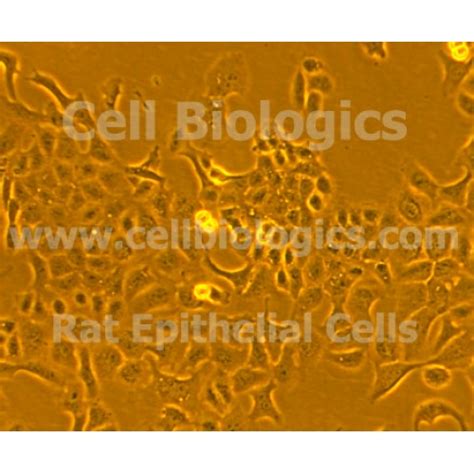 Rat Primary Cholangiocytes