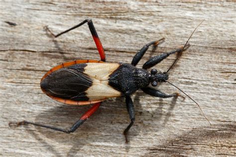Reduviidae Assassin Bugs