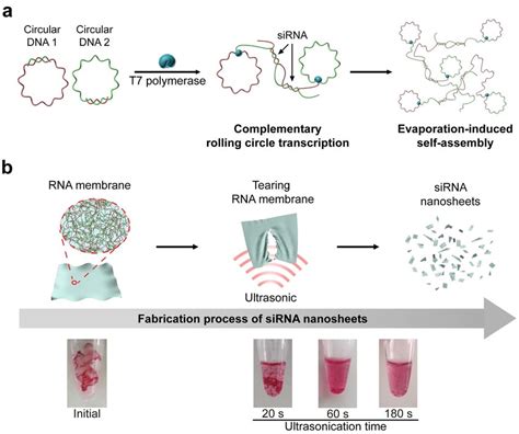 Schematic Illustration Of The Synthetic Process Of Sirna Ns A Design