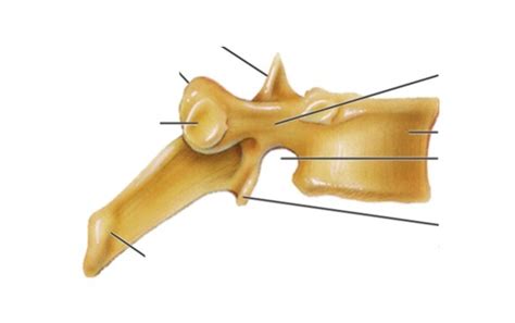 Thoracic Vertebra Lateral View Diagram Quizlet