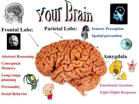 Perceptioncognitionworldviews