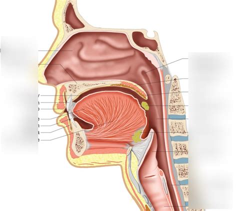 Resonance Anatomy Diagram Quizlet