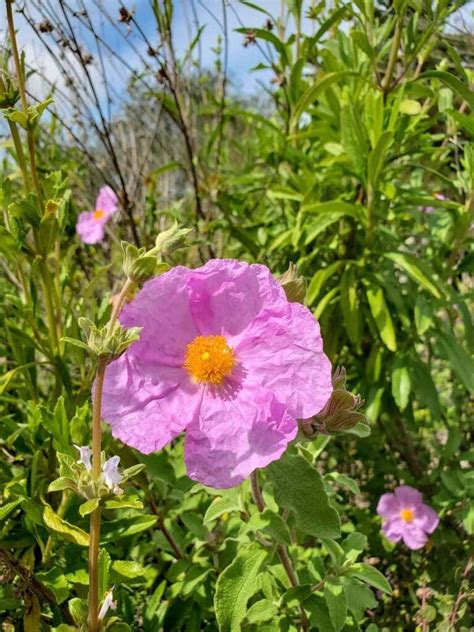 50 Great Gopher Resistant Plants For California And Beyond ~ Homestead And Chill