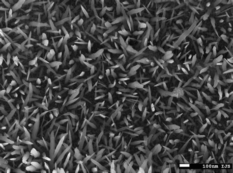 Secondary Electrons Se Sem Image Of The Nanostructured Cuo Download Scientific Diagram