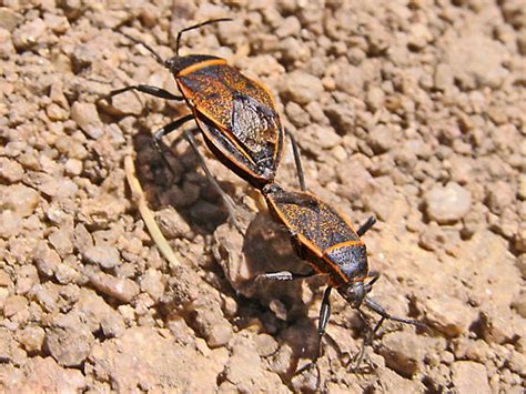 Two Bordered Plant Bugs Mating Largus BugGuide Net