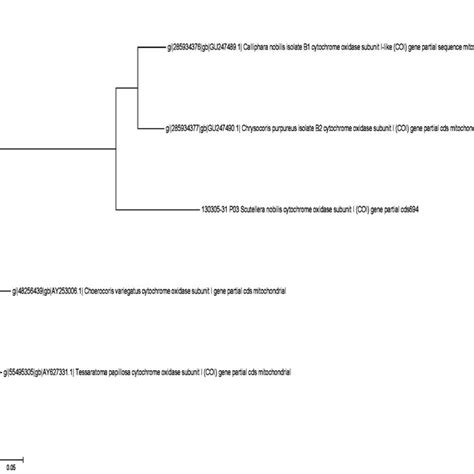 phylogenetic tree neighbor joining method constructed using