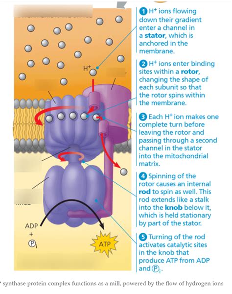Atp Synthase Diagram Quizlet