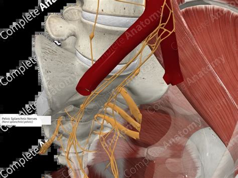 Pelvic Splanchnic Nerves Complete Anatomy