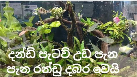 දන්ඩි පැටව් උඩ පැන පැන රන්ඩු දබර වෙයි Youtube