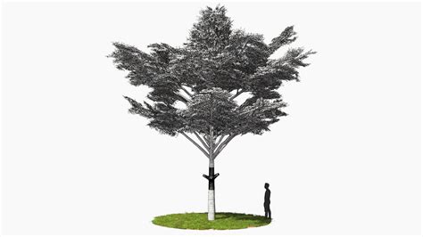 D Tree Wind Animation TurboSquid D Tree Wind Animation TurboSquid