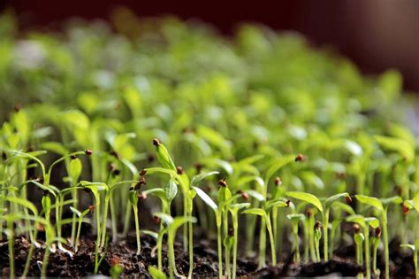 Всходы - фото и картинки abrakadabra.fun