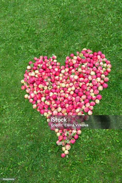 빨간 사과의 심장 육즙이 많은 신선한 하트 모양의 사과가 푸른 잔디 위에 놓여 있습니다 가을에 대한 스톡 사진 및 기타 이미지 가을 경관 계절 Istock