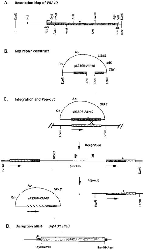 Constructs For Genetic Analyses A Restriction Map Of PRP40 The Download Scientific Diagram