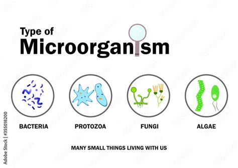 Microbiology Diagram Present Type Of Microorganism Bacteria Fungi