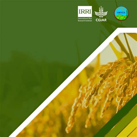 International Rice Research Institute On Linkedin Have You Ever Wondered How Rice Grows Under