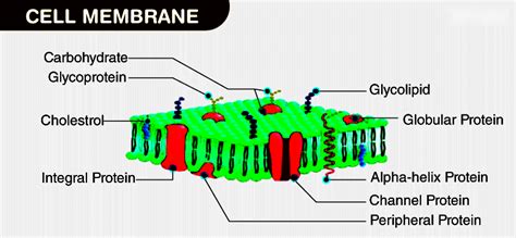 Cell Wall And Cell Membrane Structure Functions And Differences