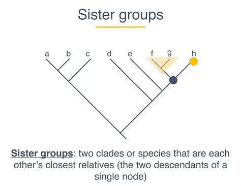 Microbial Diversity Part 3 Reading Phylogenetic Trees Ppt