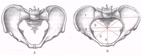 Таз в целом