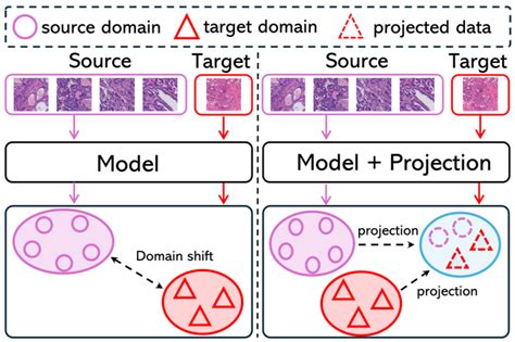 [논문 리뷰] Advancing Cross Organ Domain Generalization With Test Time Style Transfer And Diversity
