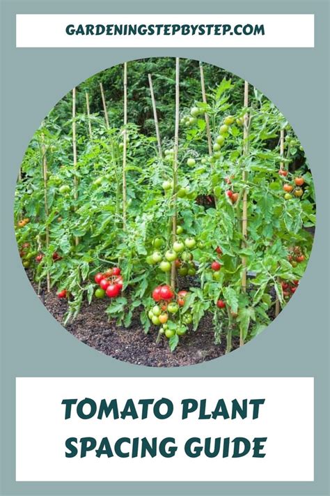 Tomato Plant Spacing Guide In 2024 Tomato Seedlings Growing Food Perennial Garden Design