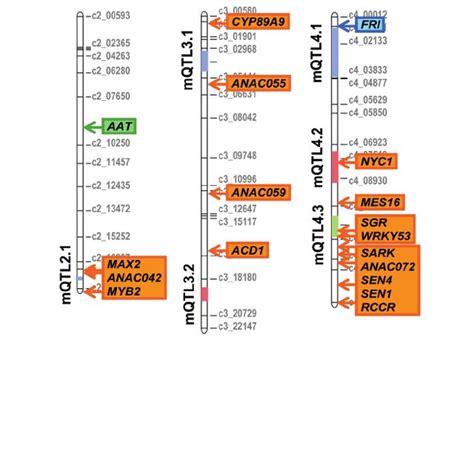 metaqtl mqtl were compared with the position of candidate genes for