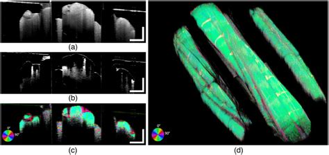 Cross Sectional Averaged Five Adjacent Frames OCT Images A Download Scientific Diagram