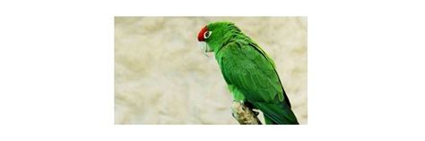 Amazon Parrot Description Habitat Fun Facts