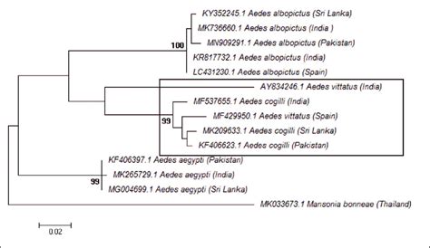 phylogenetic tree based on coi sequence dataset 346 nt positions