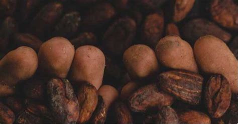 Cocoa Prices Historical Graph Realtime Updates