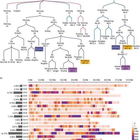 Pedigree Analysis And Snp Density Across The 20 Chromosomes Between Hn