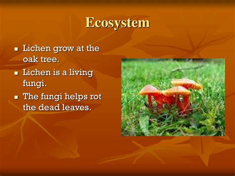 Ppt Oak Tree Ecosystem Powerpoint Presentation Free Download Id