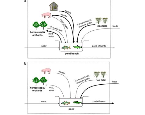 Diagrams Of Pond Nutrient Flows A Low Or Medium Input And B