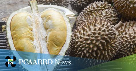 Dost Pcaarrd Holds Consultation Meeting With Durian Stakeholders